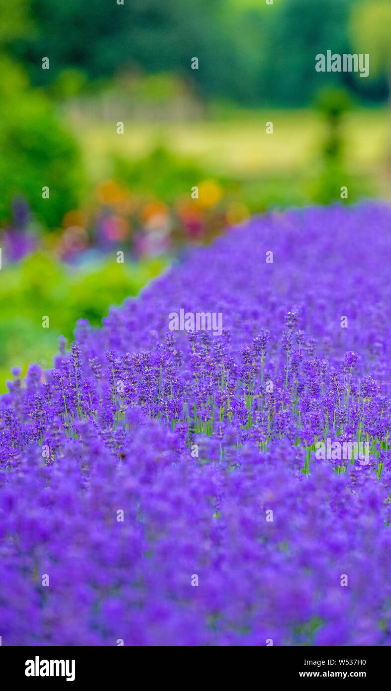 Full bloom lavender hi-res stock photography and images - Alamy