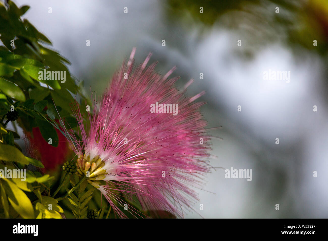 Powderpuff tree hi-res stock photography and images - Alamy