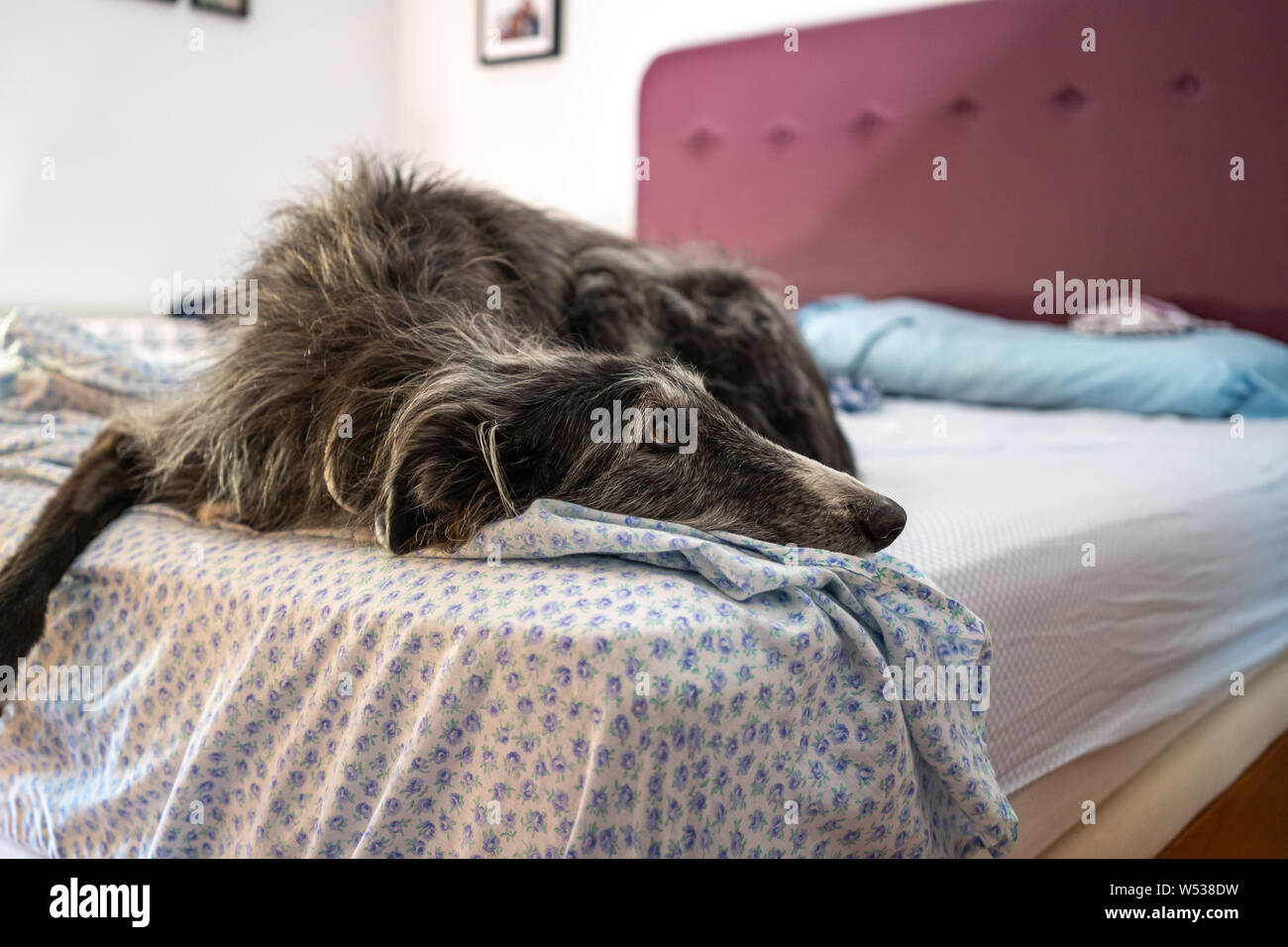 Greyhound dog lying down sleeping hi-res stock photography and images ...