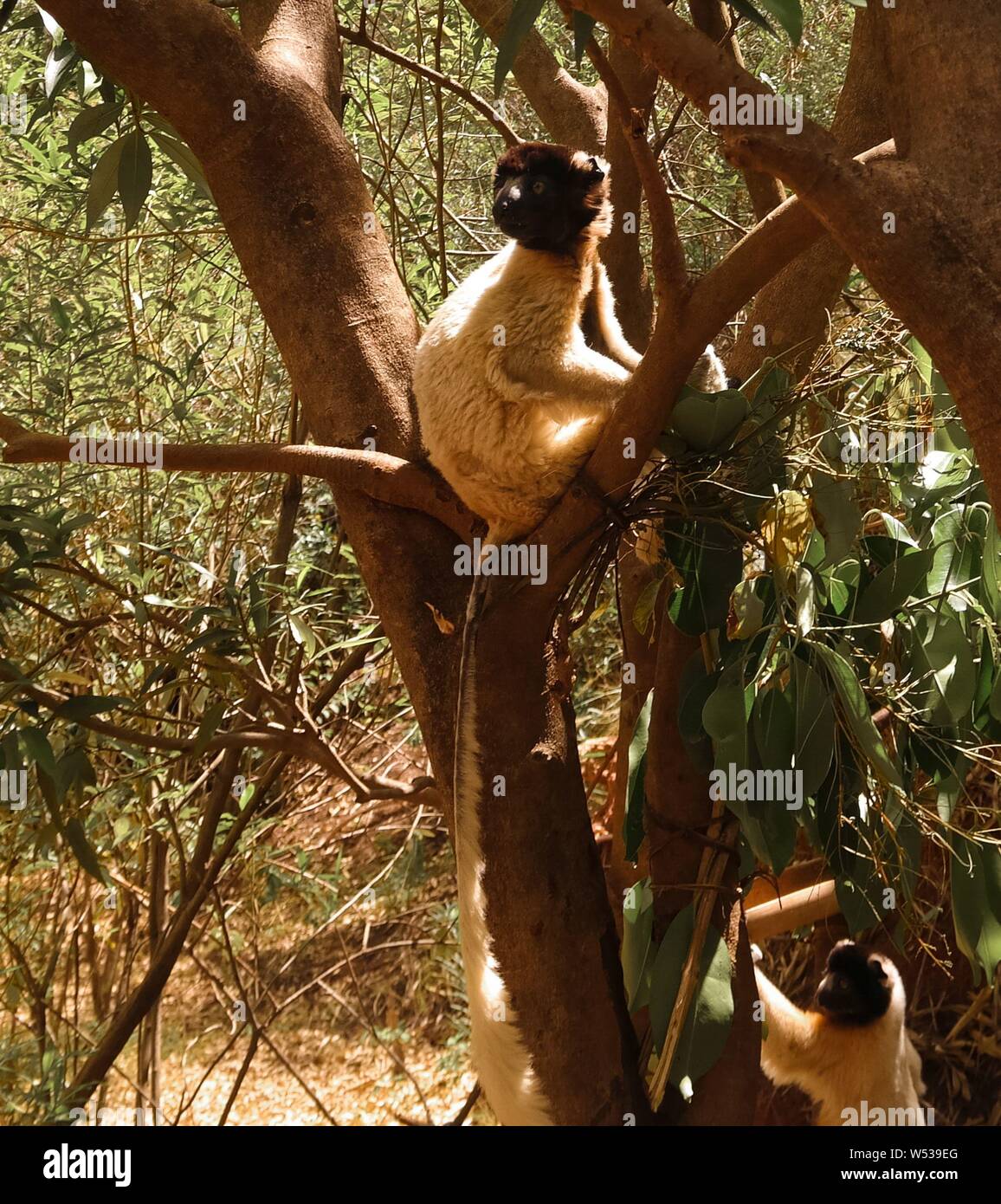 Portrait of the Coquerel's sifaka aka Propithecus coquereli at Lemurs ...
