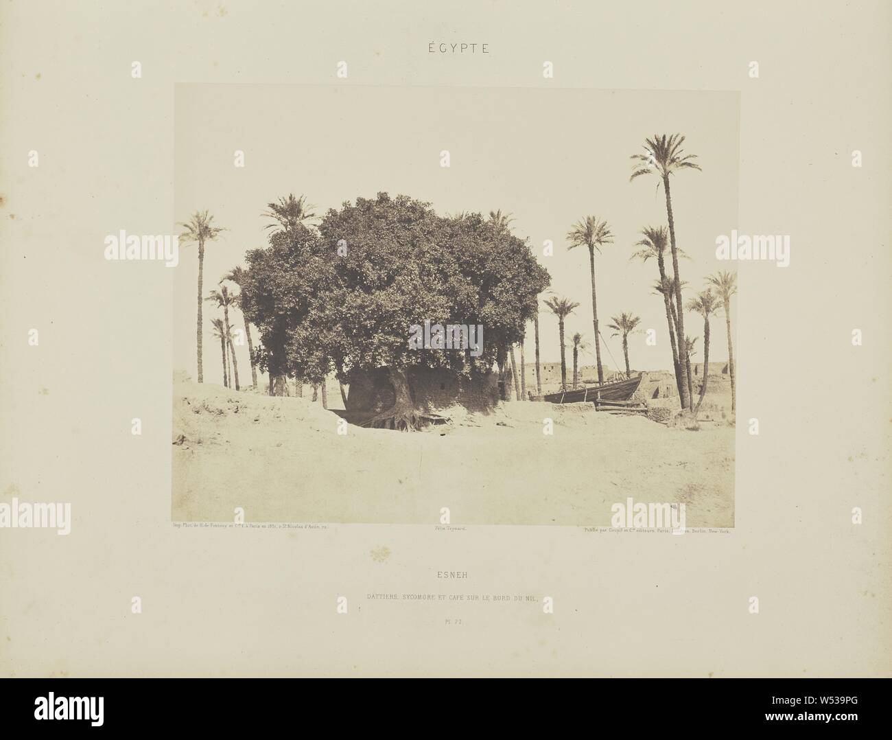 Sycomore et cafe sur hi-res stock photography and images - Alamy