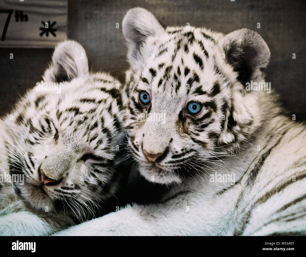 Two White Tiger Babys In A Zoo In Lower Austria Stock Photo Alamy Two White Tiger Babys In A Zoo In Lower Austria Stock Photo Alamy