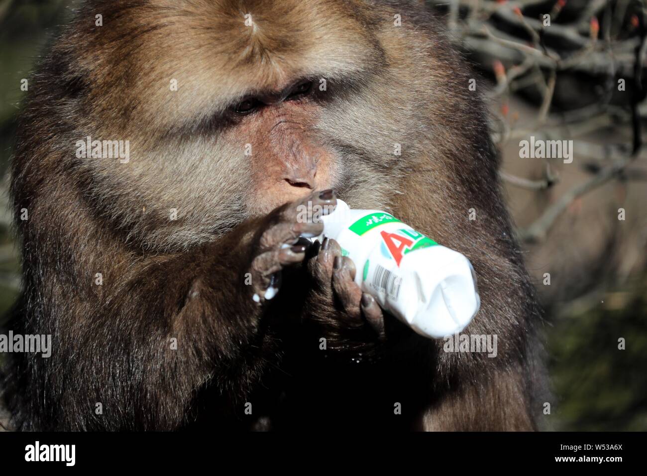 A stump-tailed macaque, also known as bear macaque, greets tourists ...