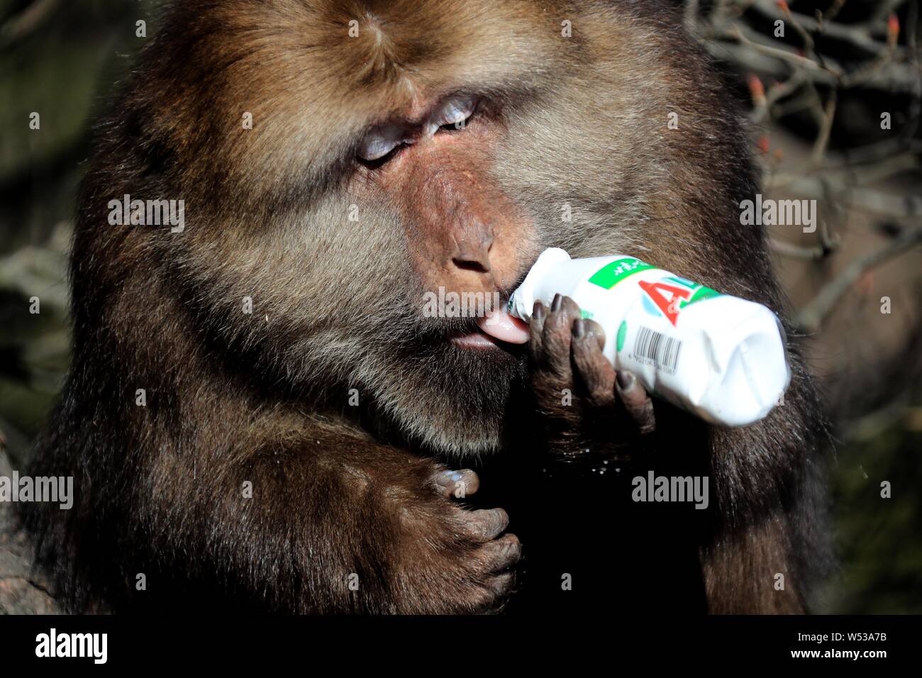 A stump-tailed macaque, also known as bear macaque, greets tourists ...