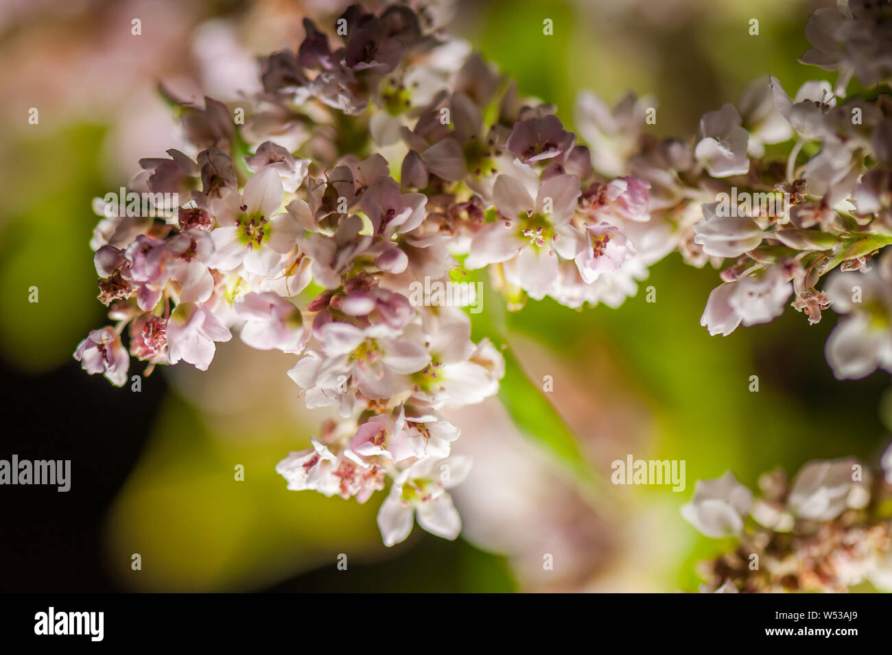 Flowering growing buckwheat plant in agricultural field. Top view. Soft ...