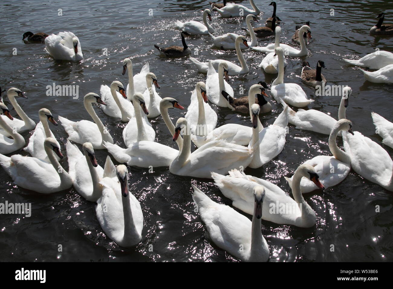 Swans and Canadian Geese together at Stratford upon Avon Stock Photo ...