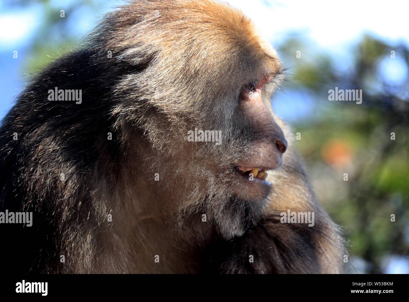 A stump-tailed macaque, also known as bear macaque, greets tourists ...