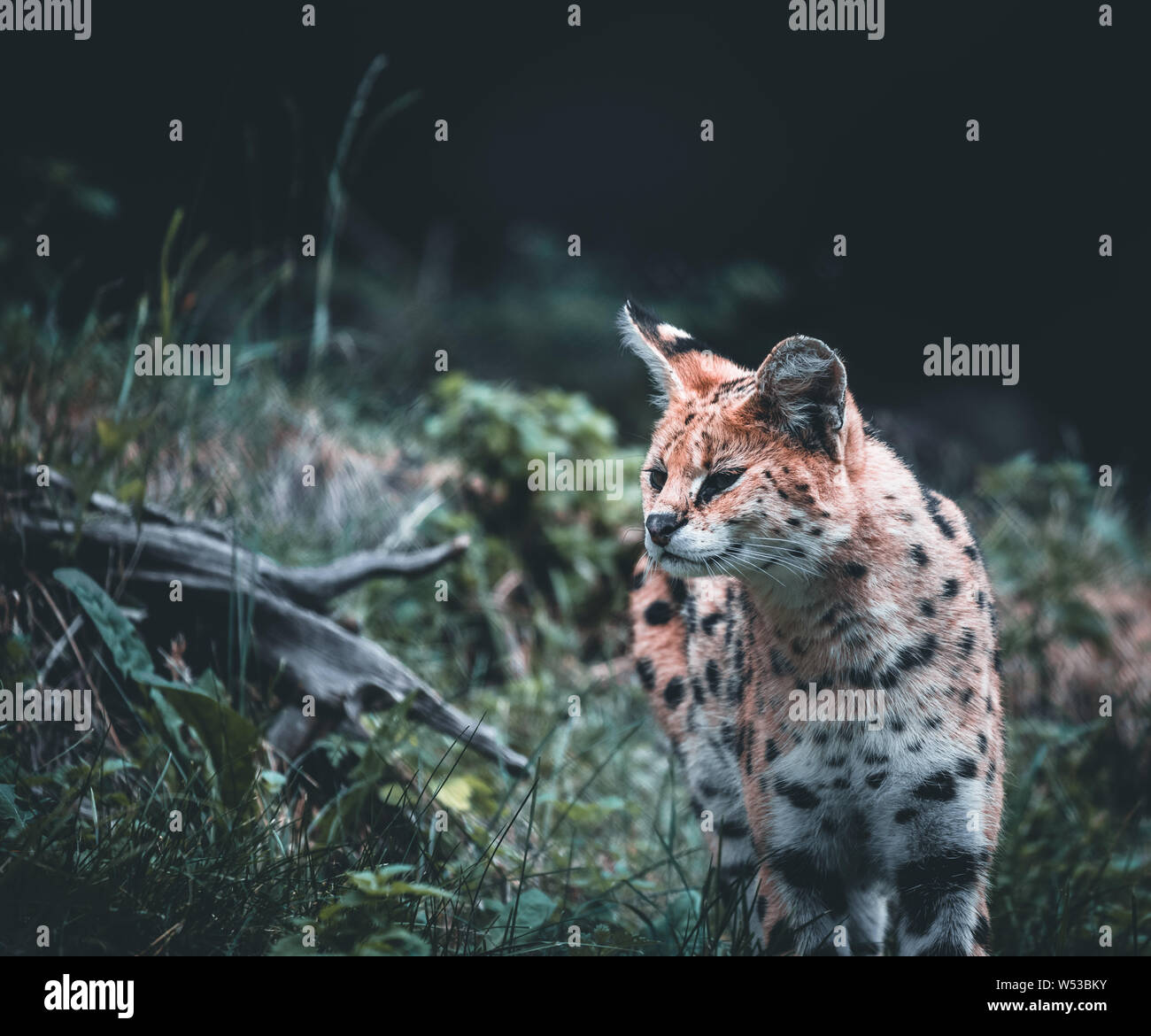 Serval Wild Cat, Masai Mara is walking in the grass Stock Photo - Alamy