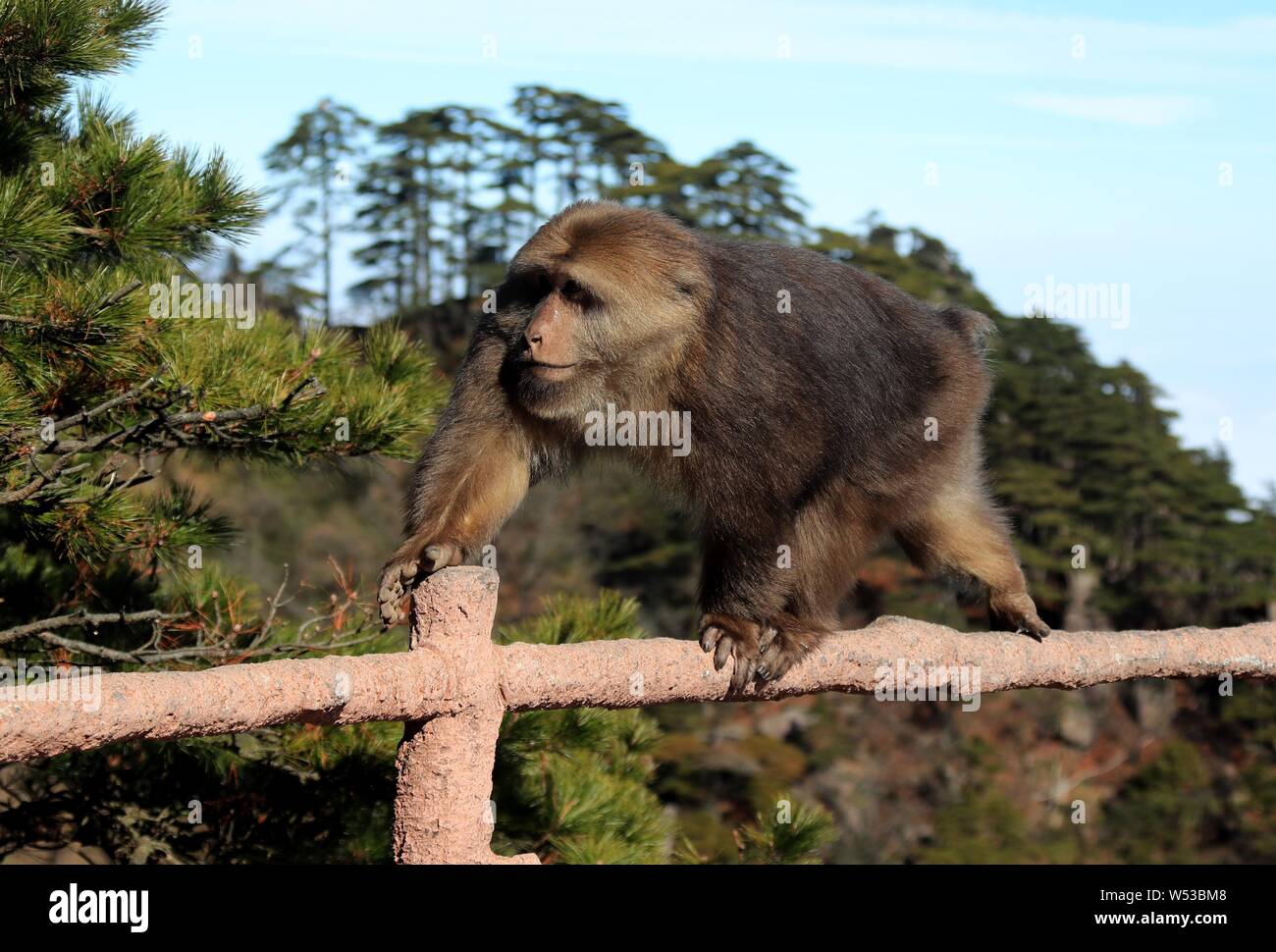 A stump-tailed macaque, also known as bear macaque, greets tourists ...