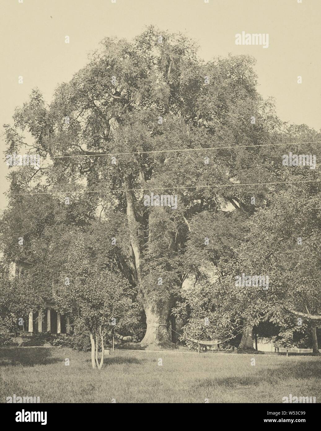 Dexter elm hi-res stock photography and images - Alamy