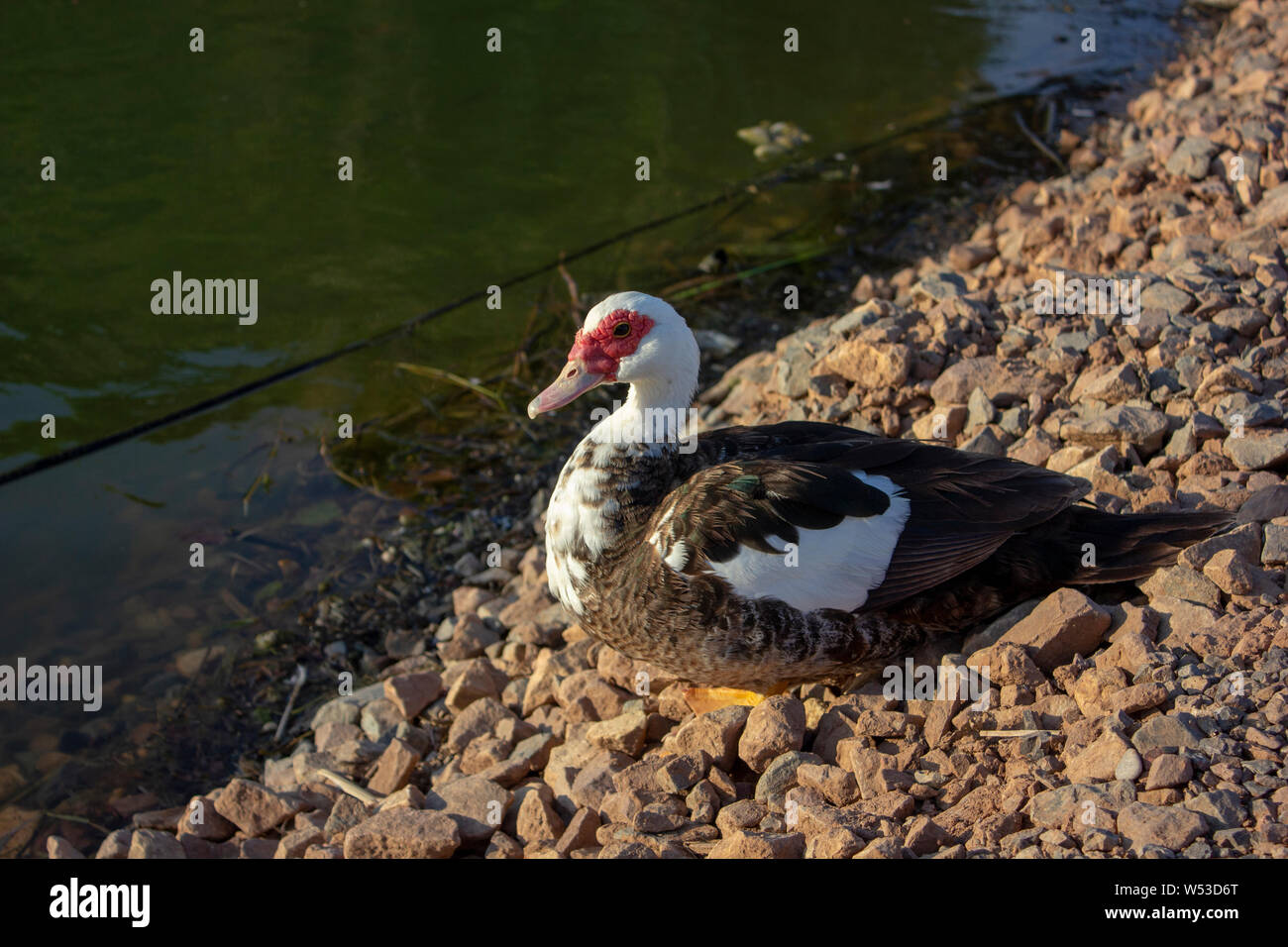 White duck red face hi-res stock photography and images - Alamy