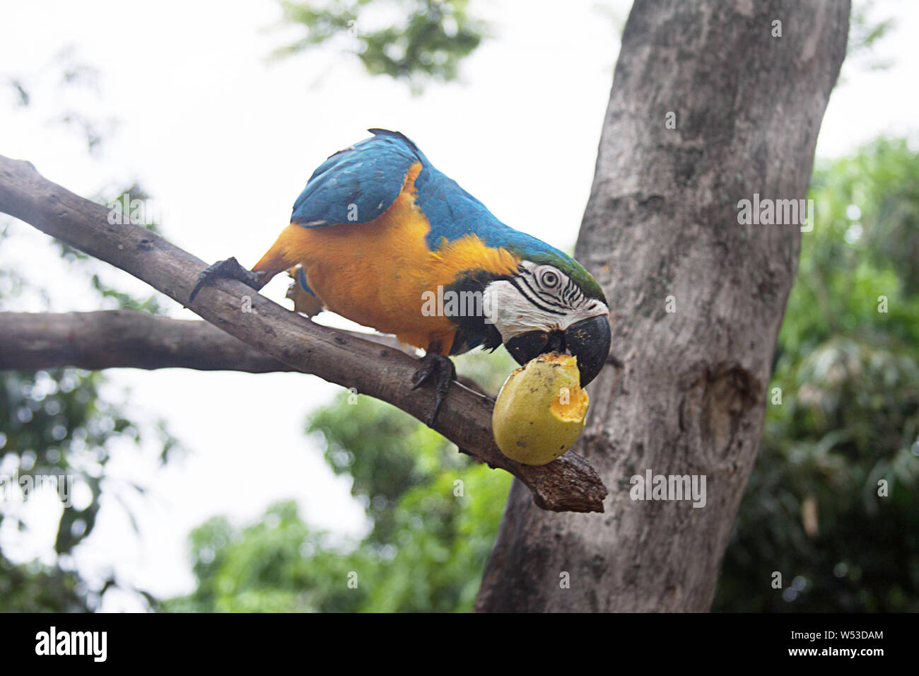 The blue-and-yellow macaw (Ara ararauna), also known as the blue-and-gold macaw. Wildlife ...