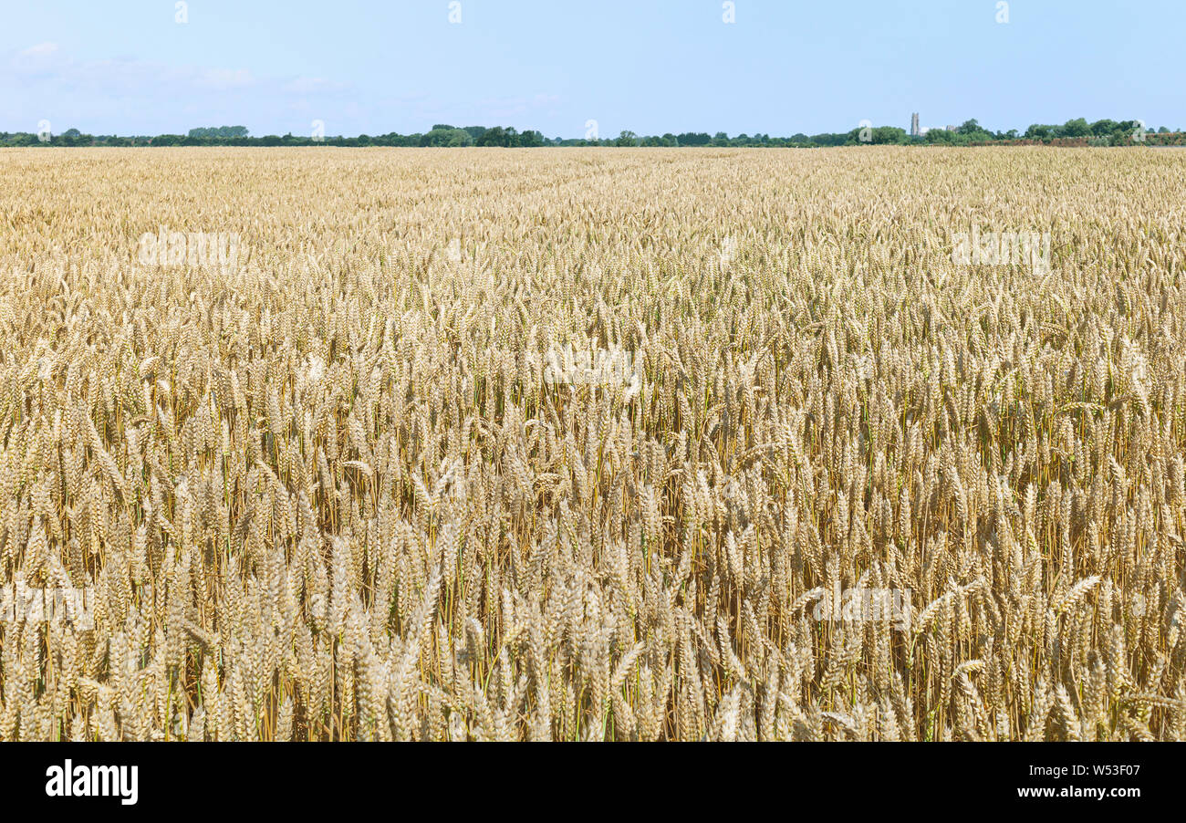 View across field of wheat during dry spell and ready for harvesting ...
