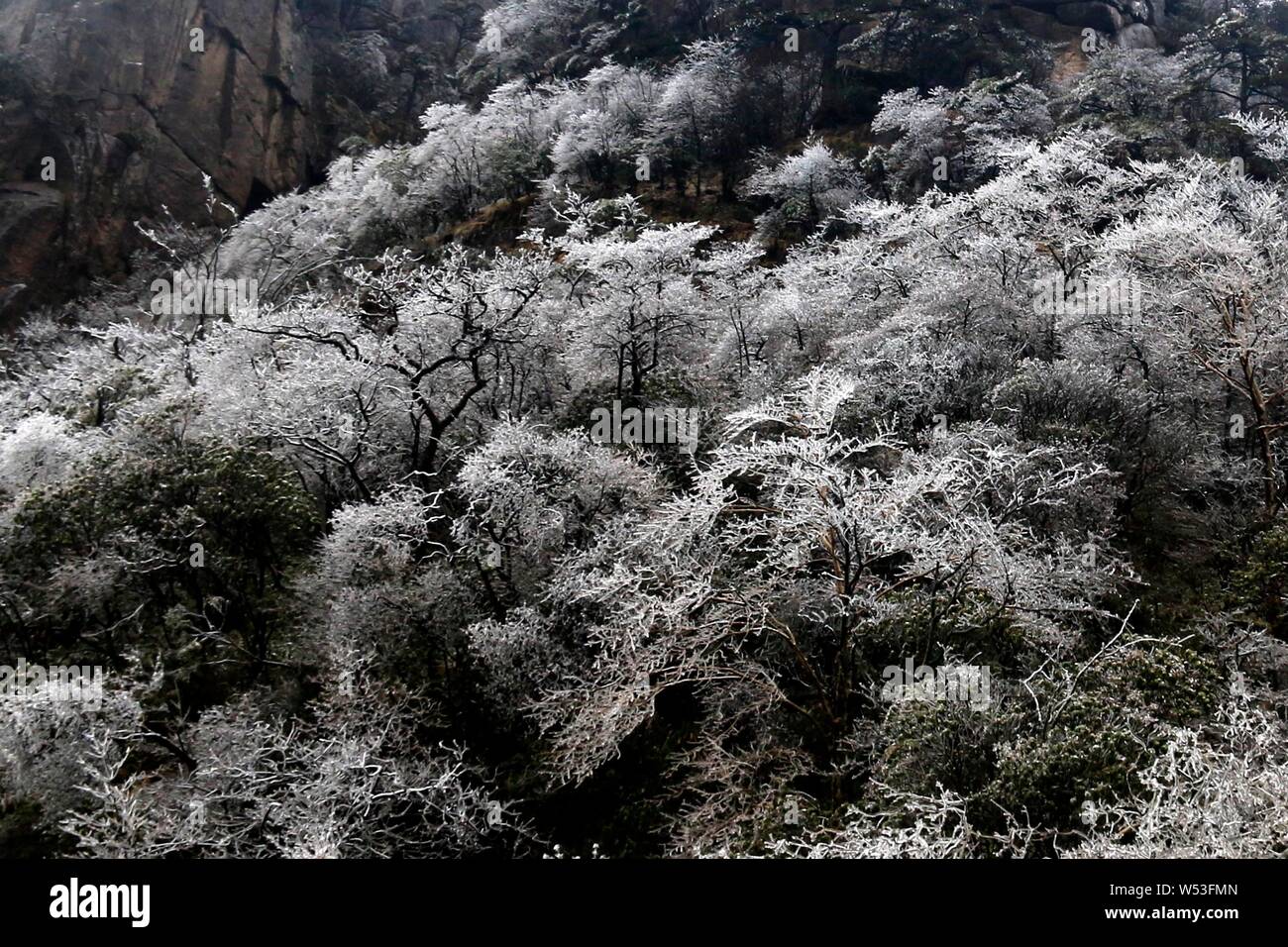 Landscape of rime-covered trees in the Huangshan Mountain scenic spot ...