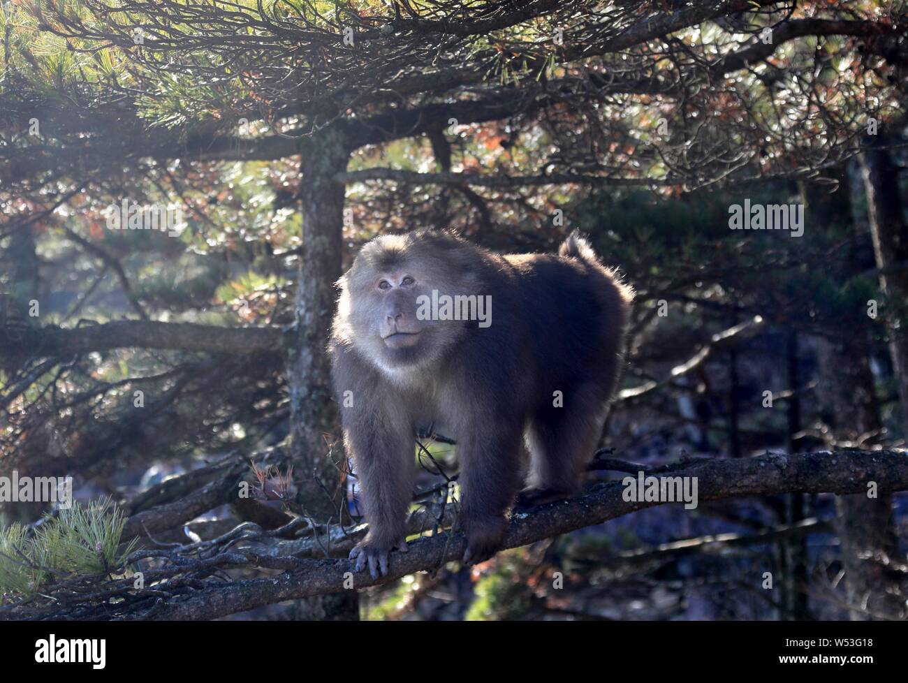 A stump-tailed macaque, also known as bear macaque, greets tourists ...