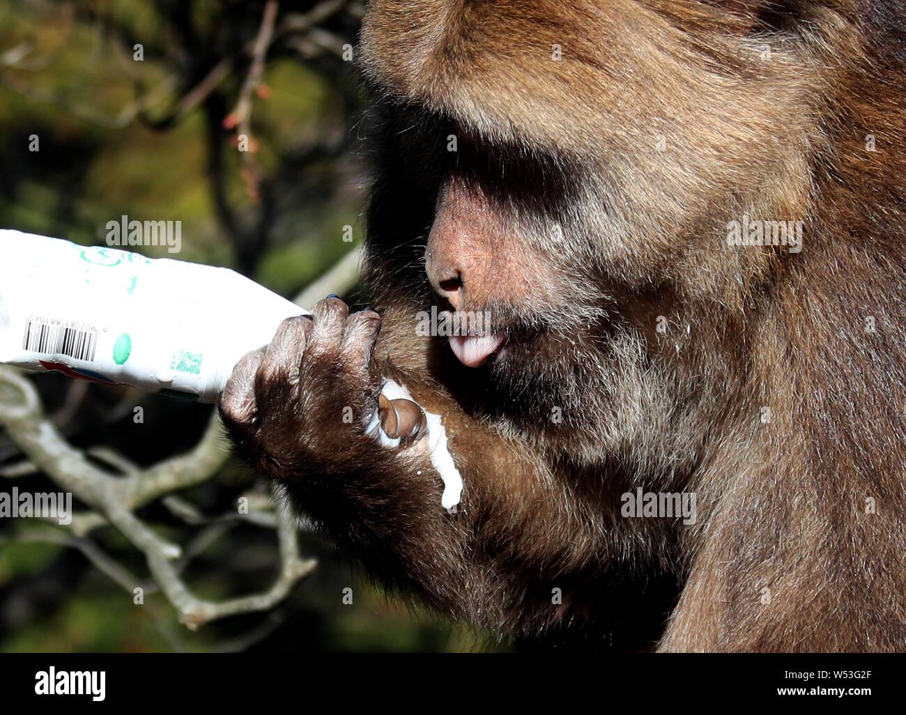 A stump-tailed macaque, also known as bear macaque, greets tourists ...
