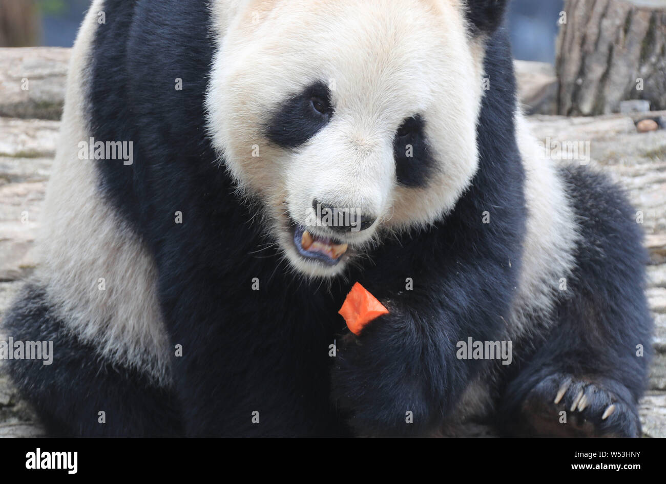 A giant panda eats at a panda theme park in Huangshan city, east China ...