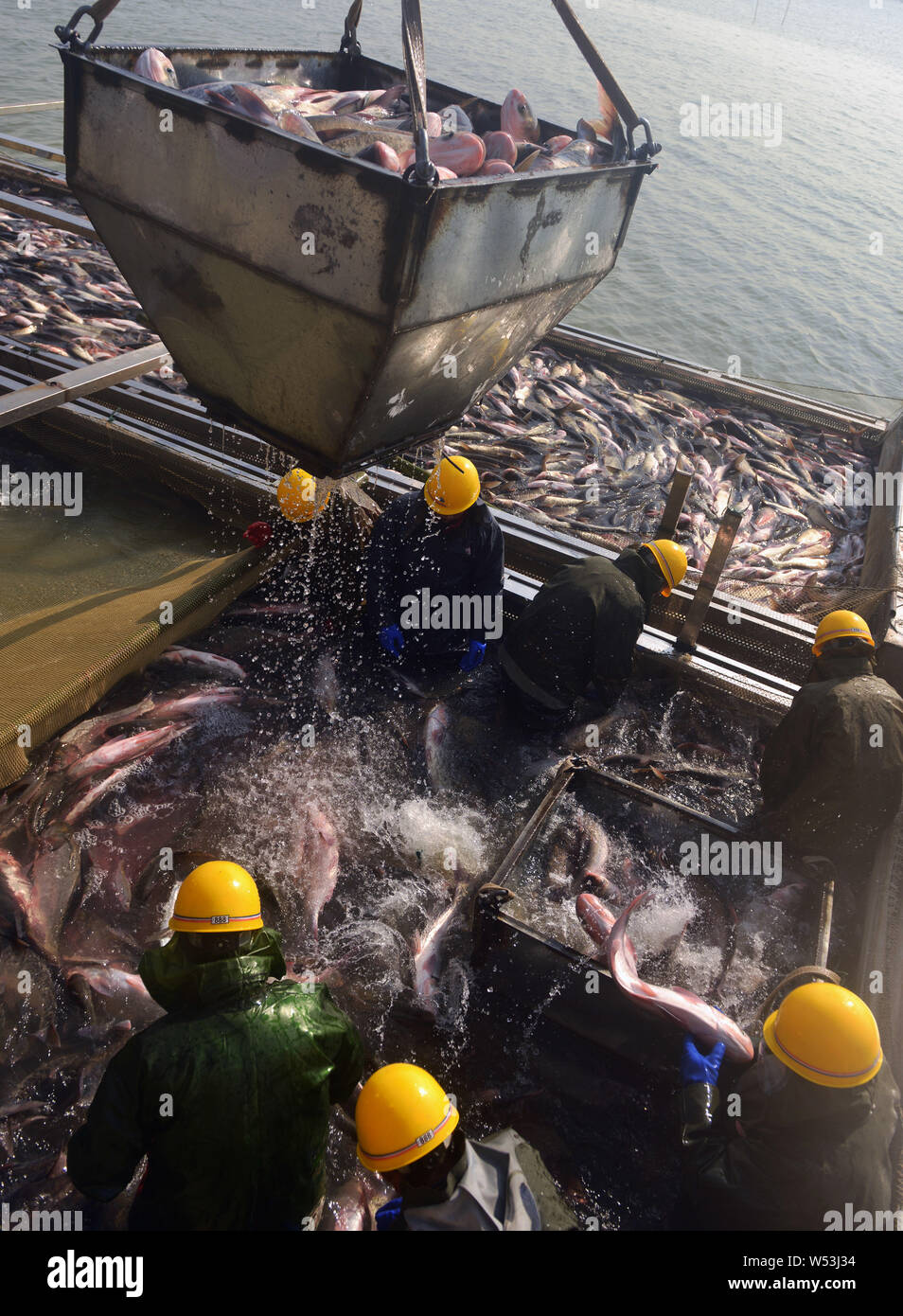 Harvest fish hi-res stock photography and images - Alamy