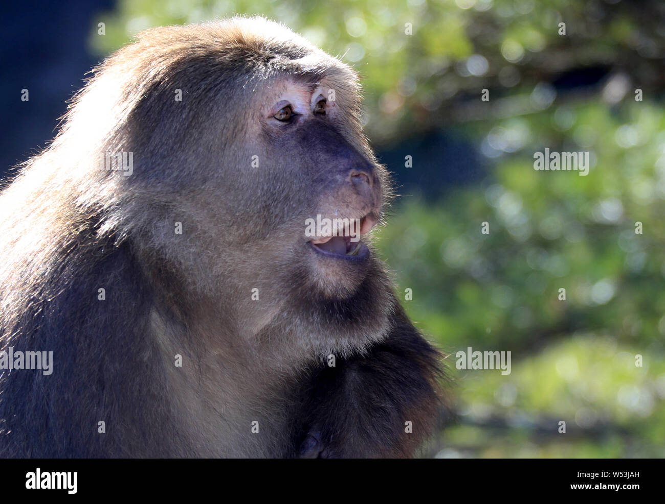 A stump-tailed macaque, also known as bear macaque, greets tourists ...