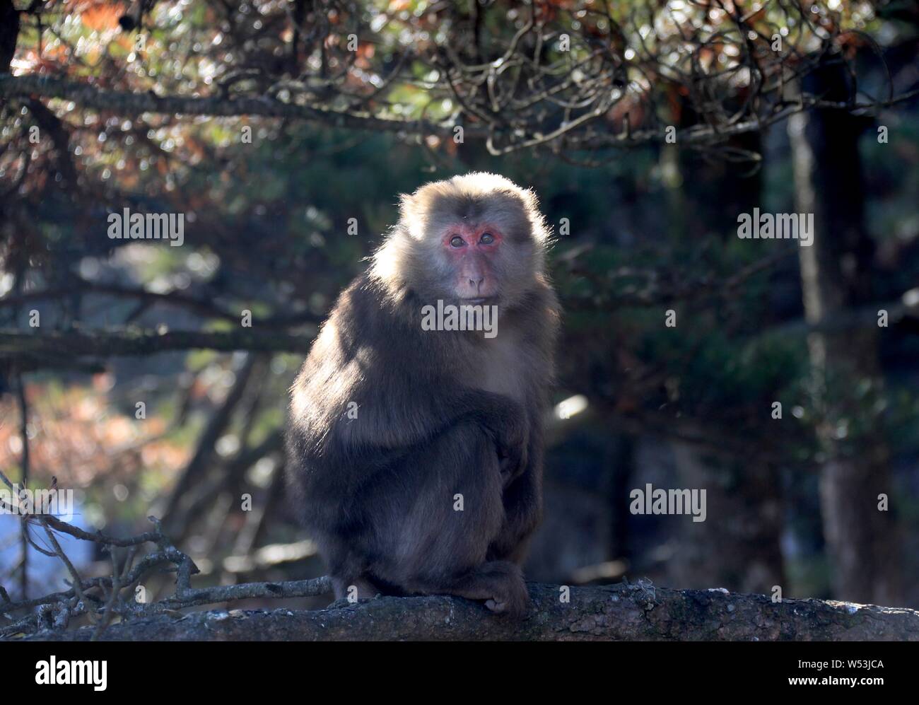 A stump-tailed macaque, also known as bear macaque, greets tourists ...