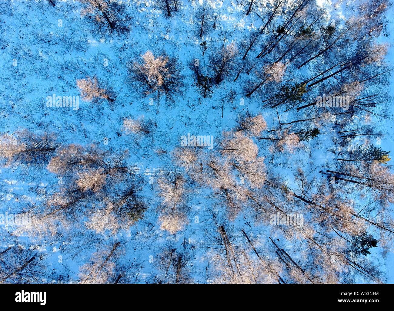 Landscape of snow-covered forests at the Greater Khingan Mountain Range ...