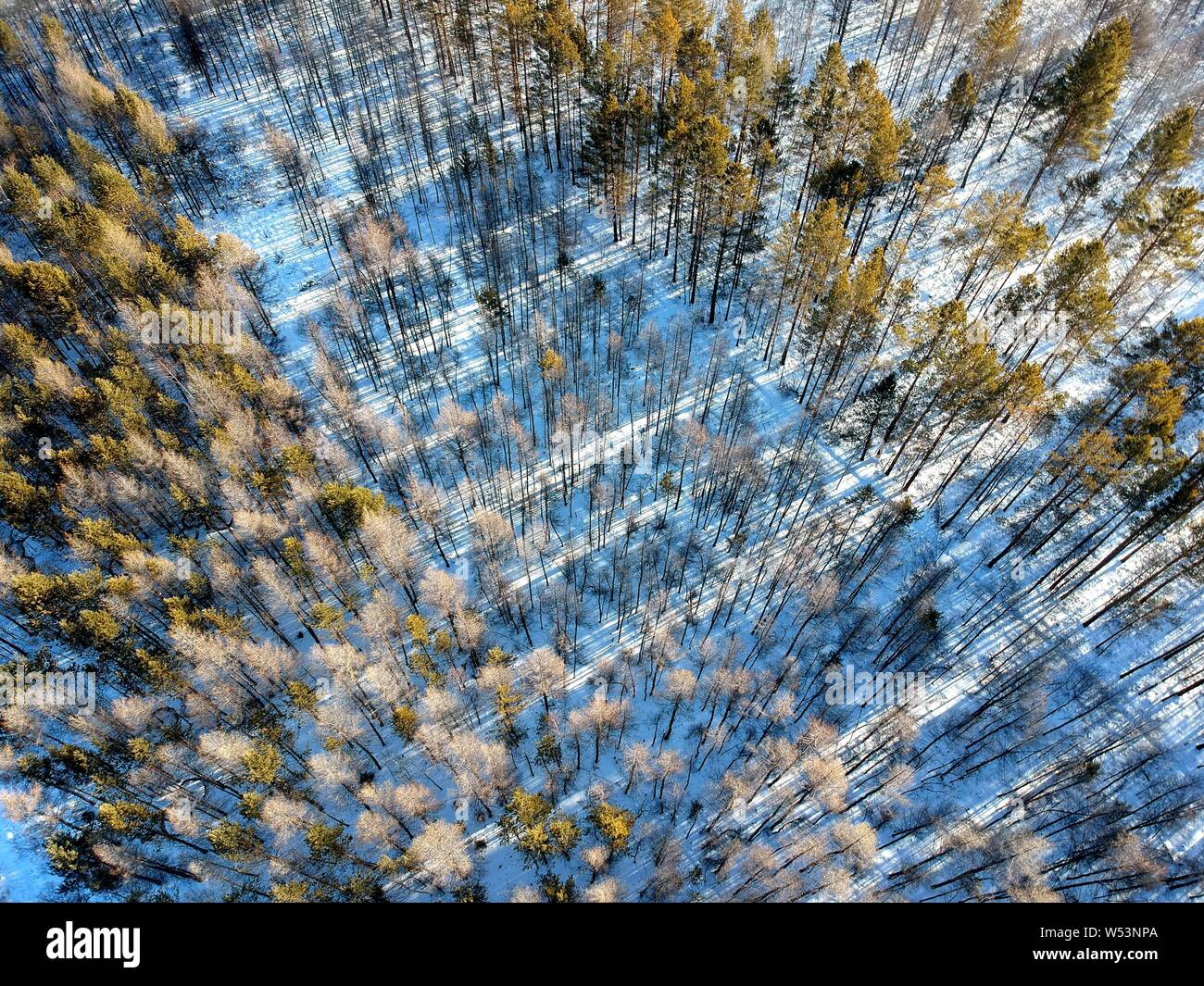 Landscape of snow-covered forests at the Greater Khingan Mountain Range, also known as "the last ...