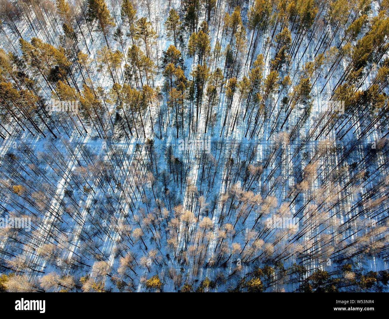 Landscape of snow-covered forests at the Greater Khingan Mountain Range ...