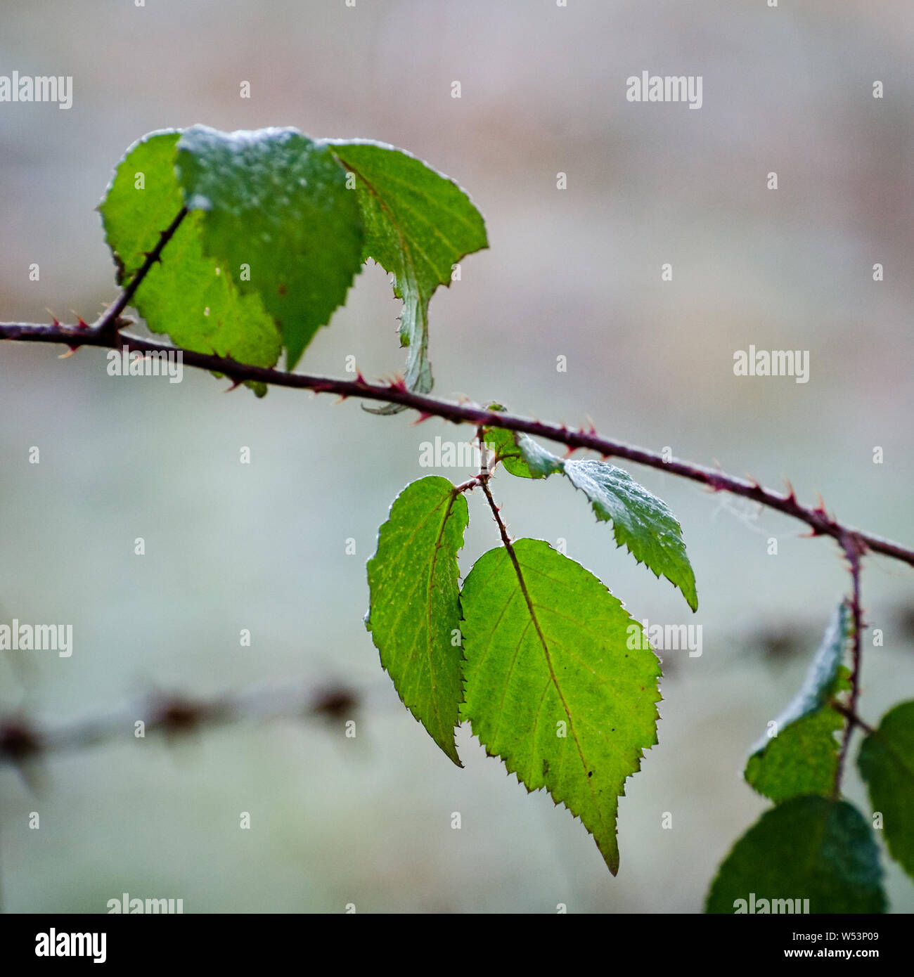 Leaves at a twig hi-res stock photography and images - Alamy