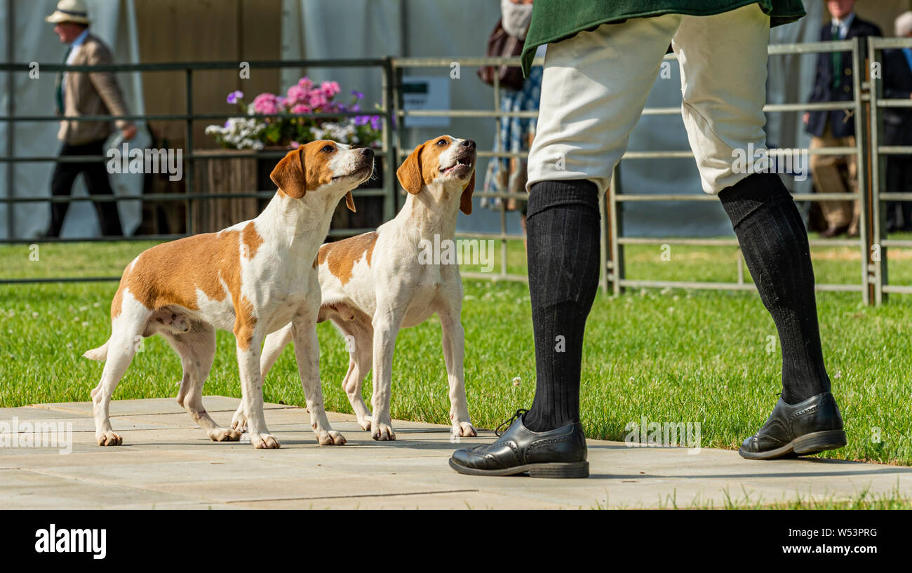 Festival of Hunting, Peterborough. The Huntsman with two beagle hounds ...