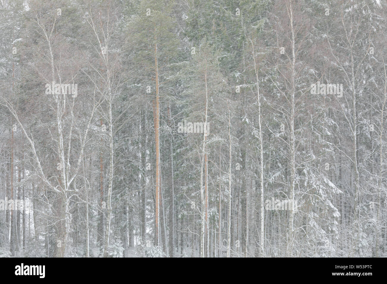 Blizzard forest hi-res stock photography and images - Alamy