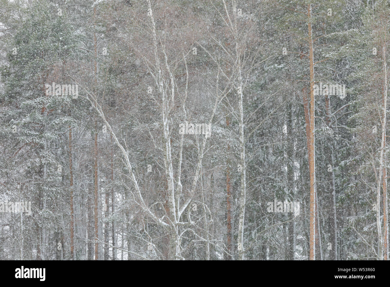 Strong wind and heavy snowfall blizzard in forest Stock Photo - Alamy