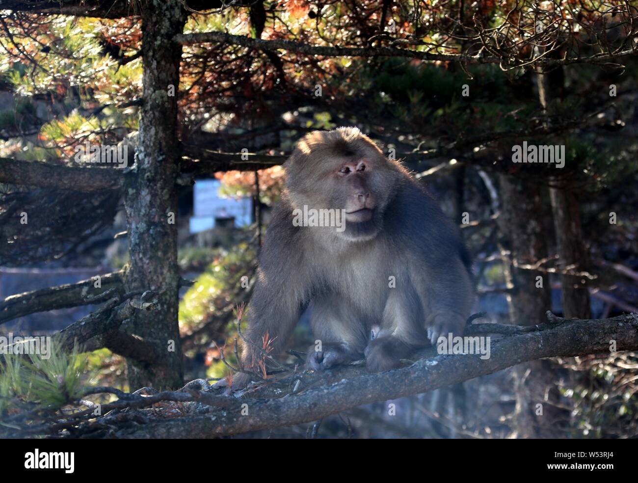 A stump-tailed macaque, also known as bear macaque, greets tourists ...