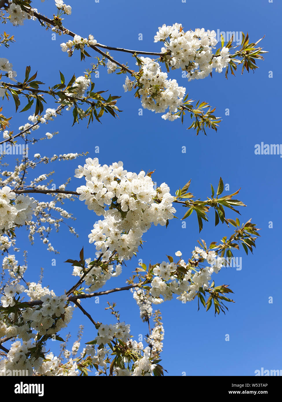 White cherry blossoms on a japanese cherry tree against clear blue sky ...