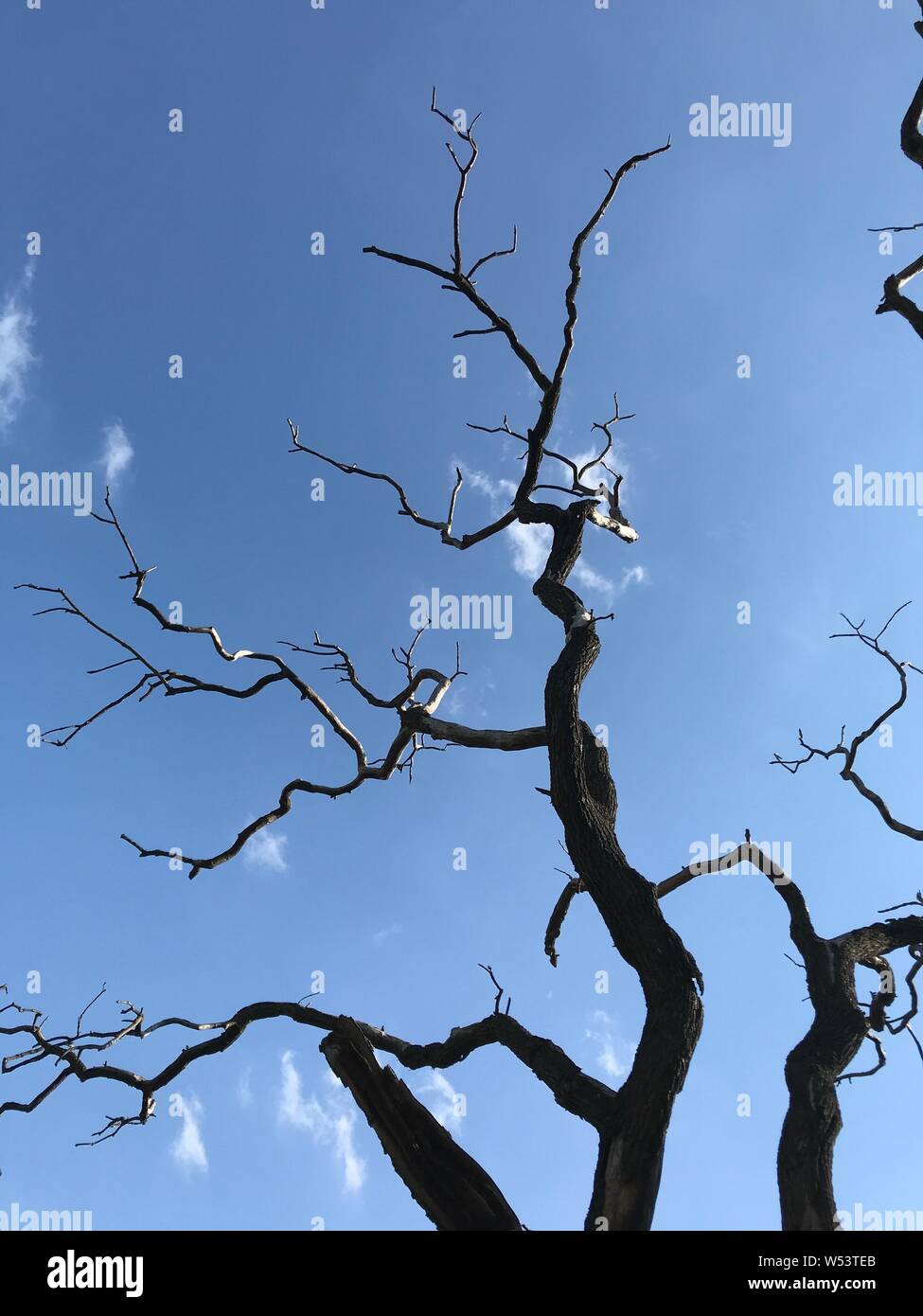 Dead oak tree at city park Stock Photo - Alamy
