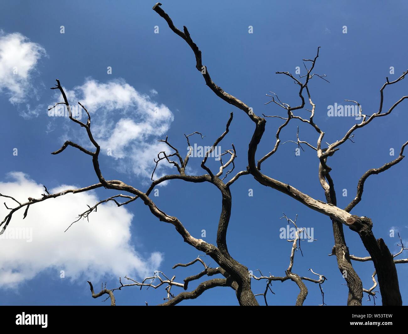 Dead oak tree at city park Stock Photo - Alamy