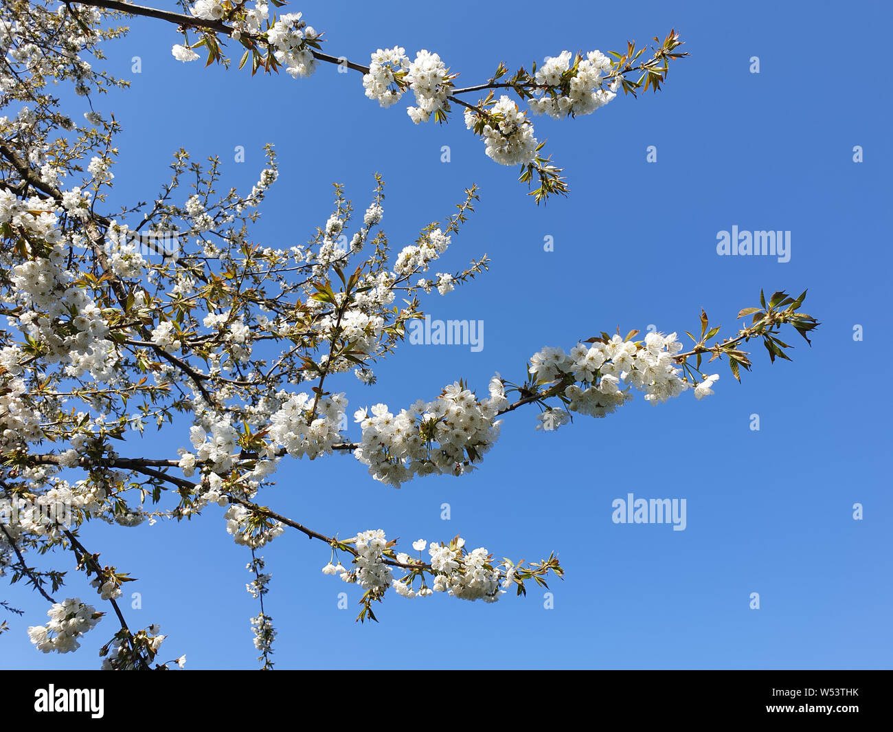 Tokyo sky tree cherry blossom hi-res stock photography and images - Alamy
