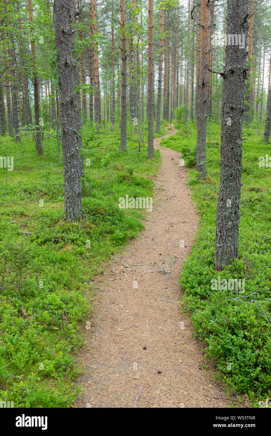 Small path trail in Finnish forest landscape Stock Photo - Alamy