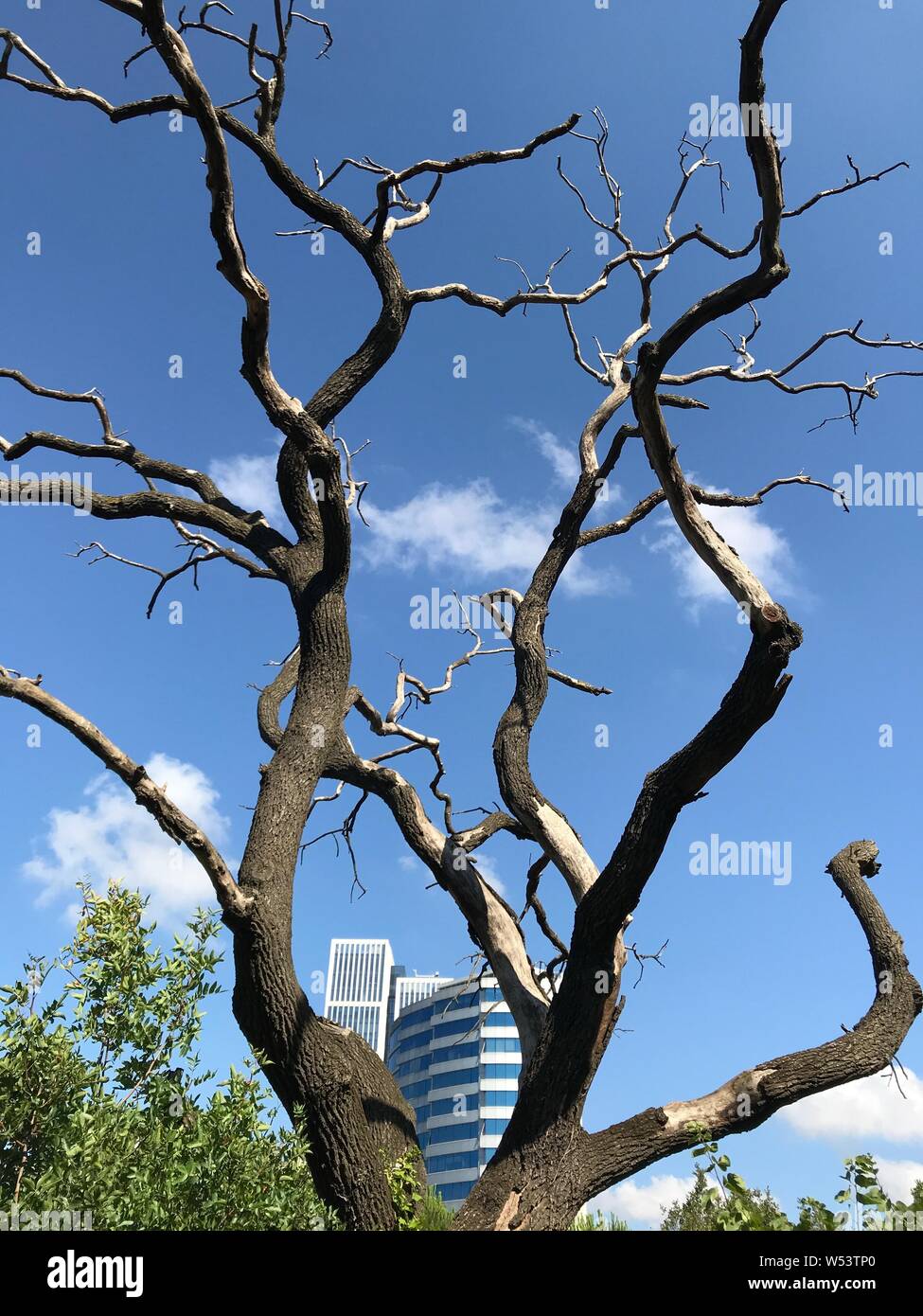 Dead oak tree at city park Stock Photo - Alamy