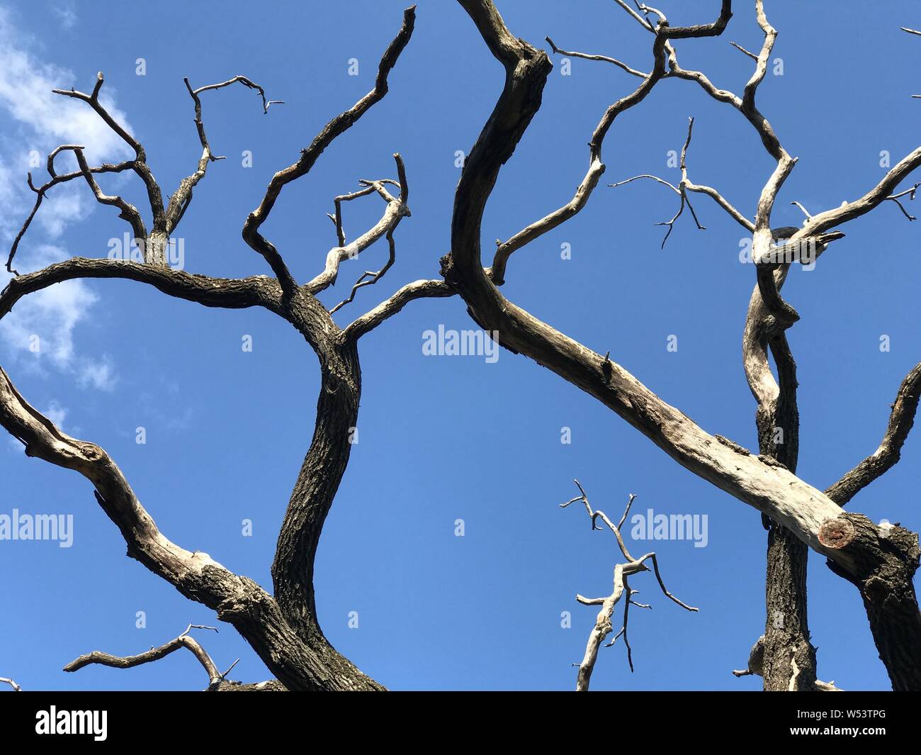 Dead oak tree at city park Stock Photo - Alamy