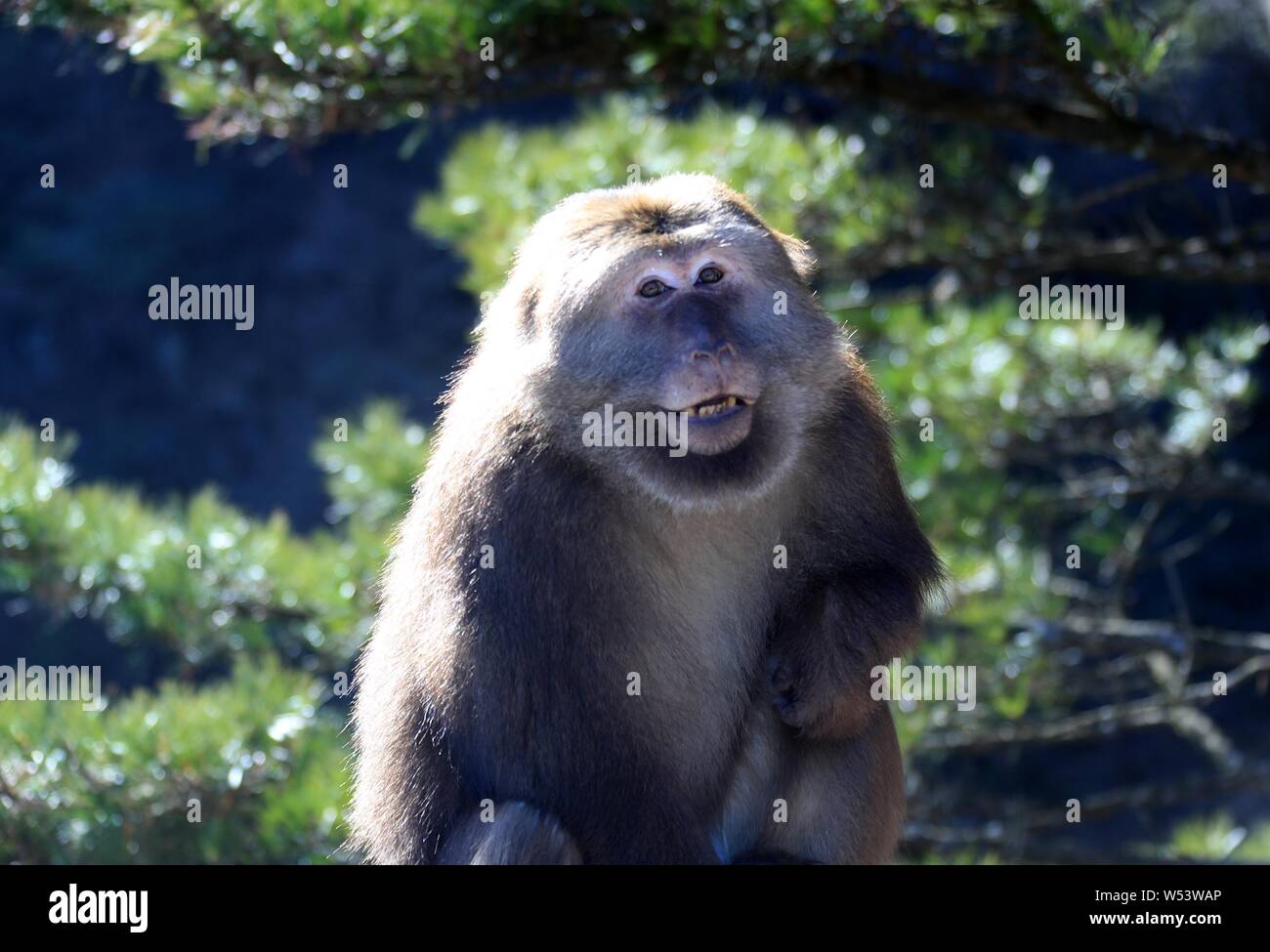 Chinese Stump Tailed Macaque High Resolution Stock Photography and ...