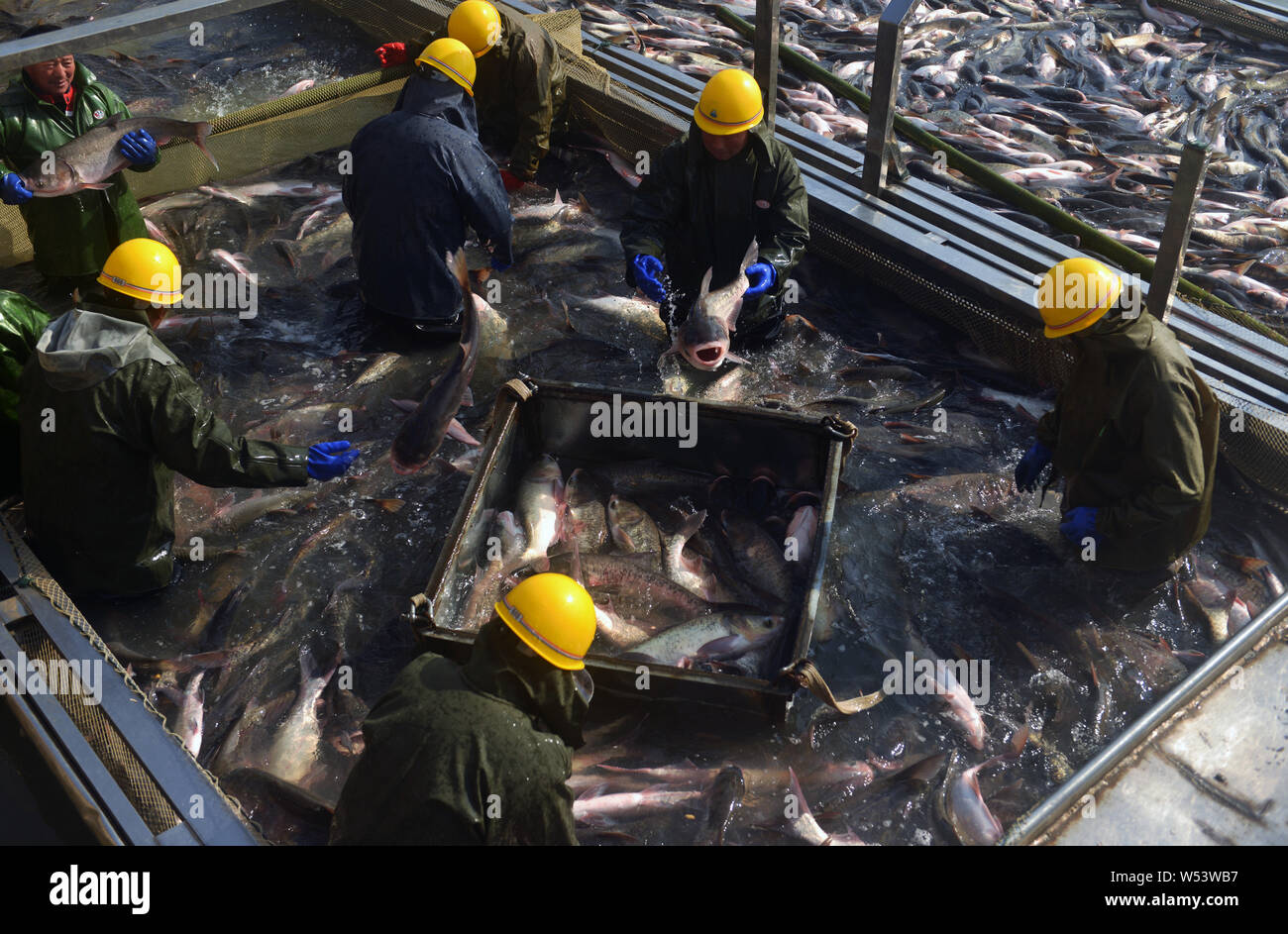 Chinese fishmen harvest fish being bred in the the east lake during the ...