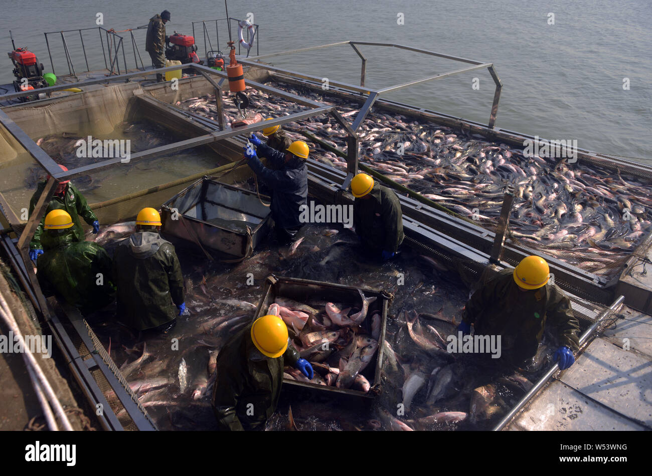 Harvest fish hi-res stock photography and images - Alamy