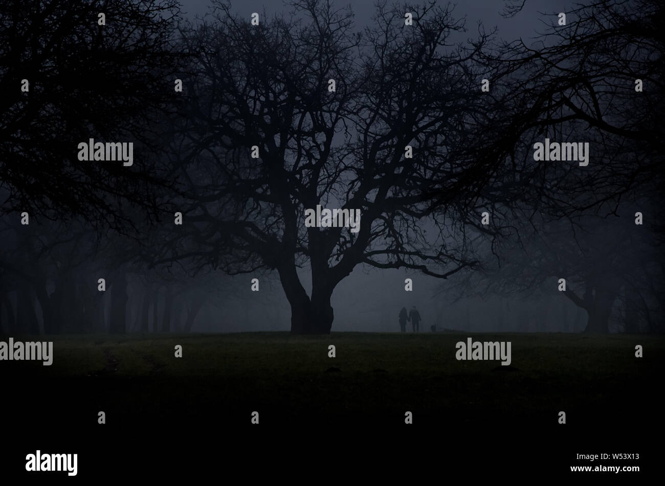 Big oak tree hi-res stock photography and images - Alamy