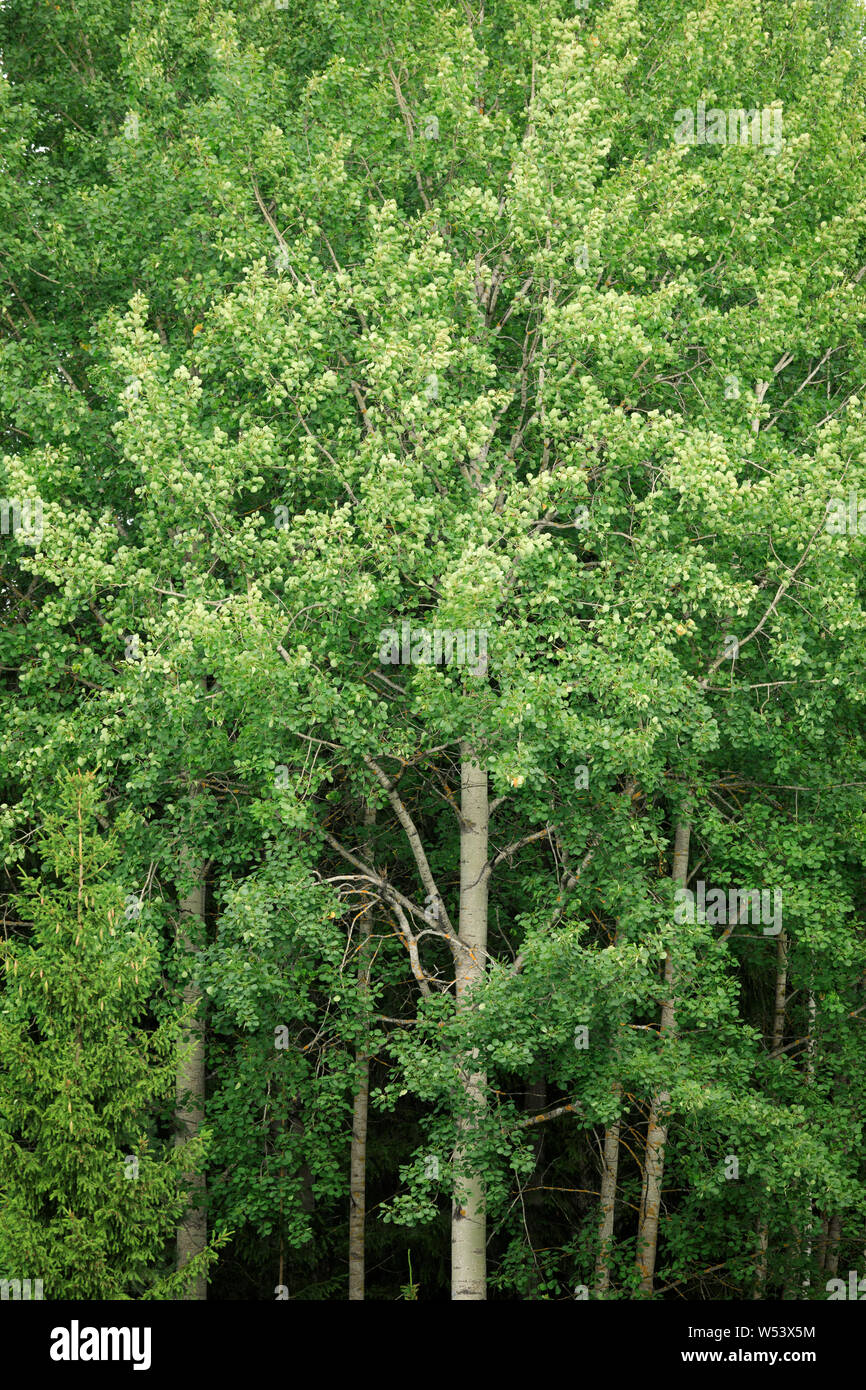 Summer aspen tree hi-res stock photography and images - Alamy
