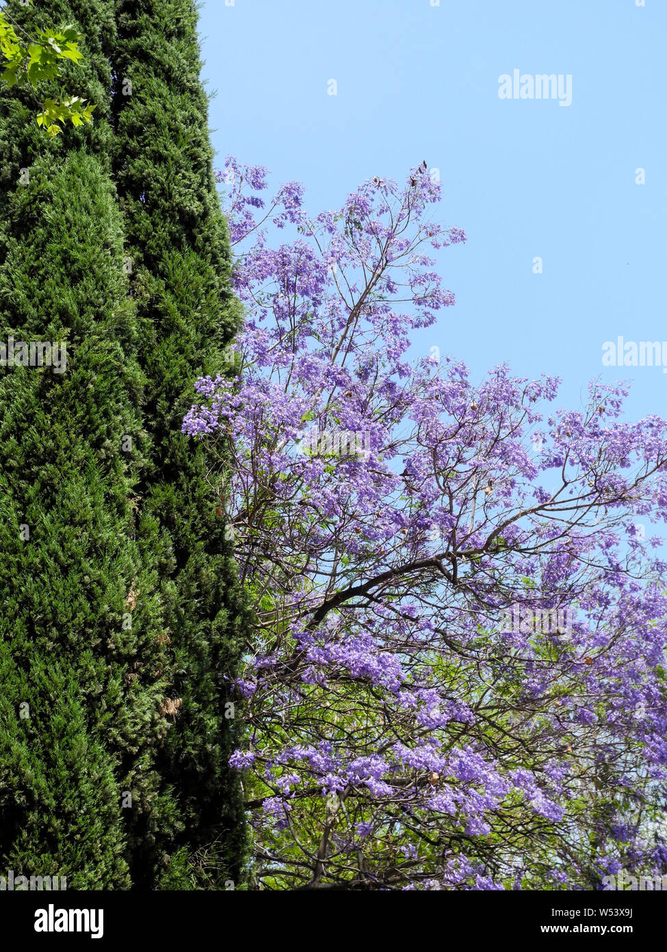 Jacaranda mimosifolia, palisander tree Stock Photo - Alamy