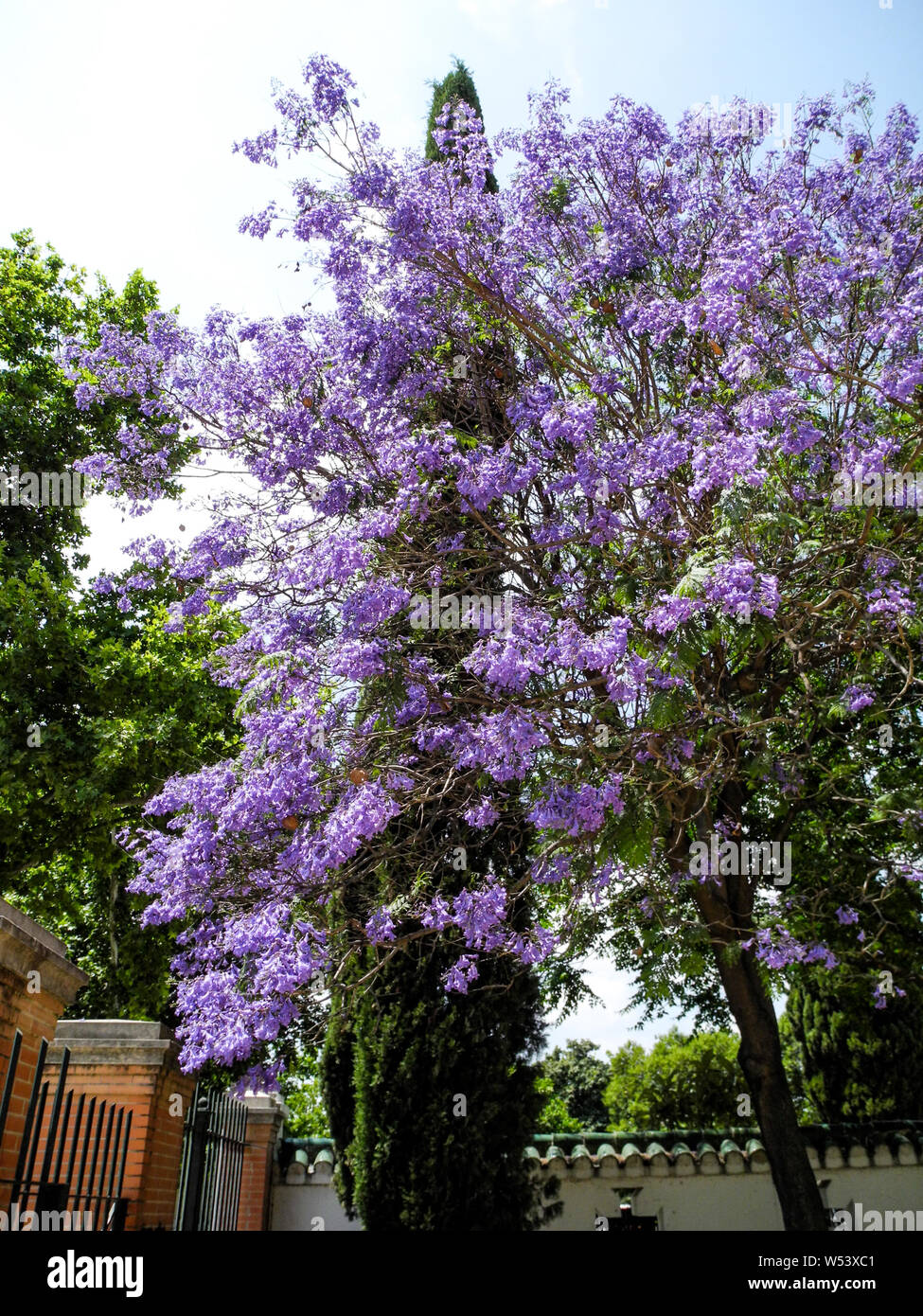 Jacaranda acutifolia hi-res stock photography and images - Alamy