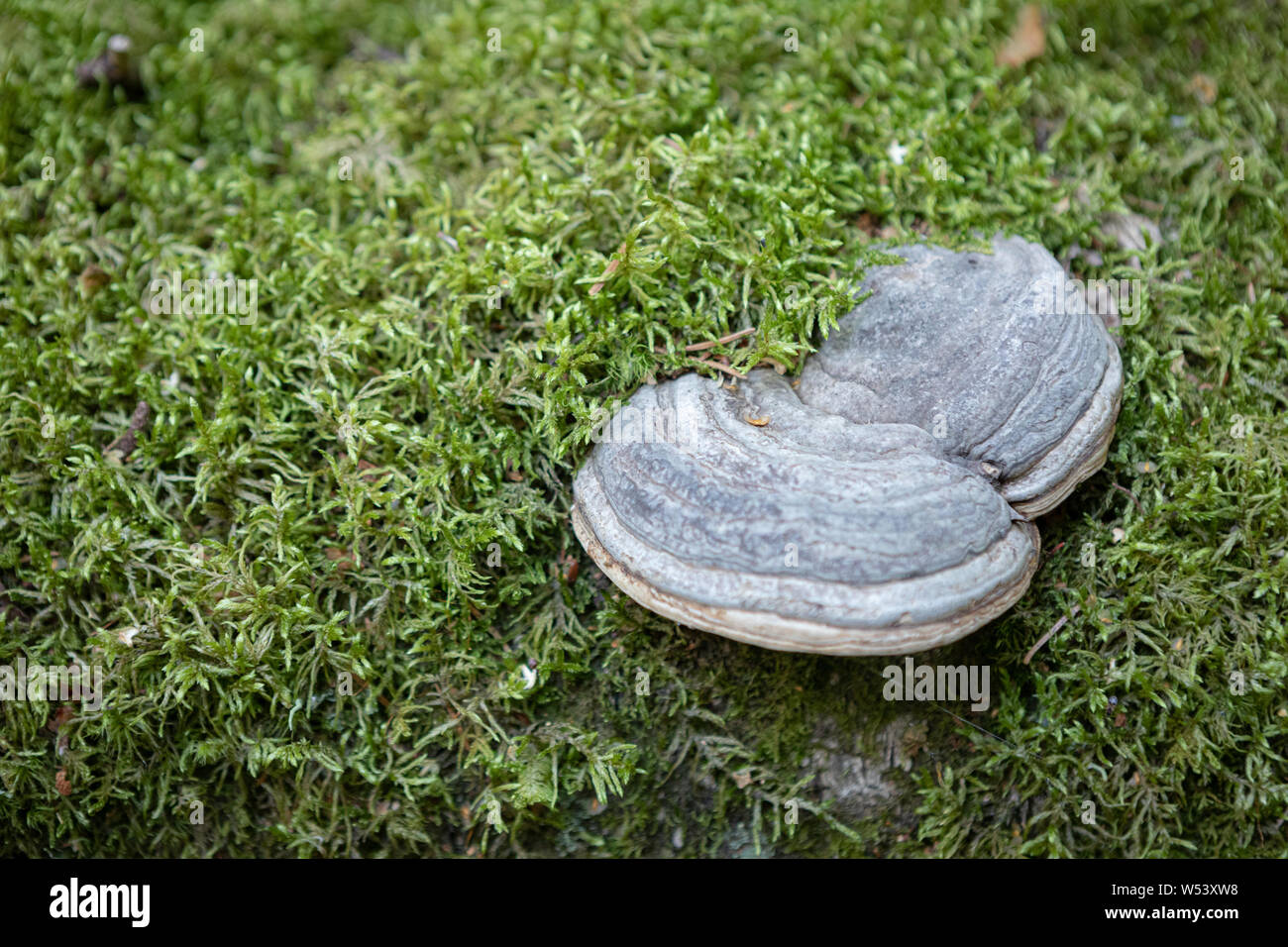 Birch polypore mushroom close up hi-res stock photography and images ...