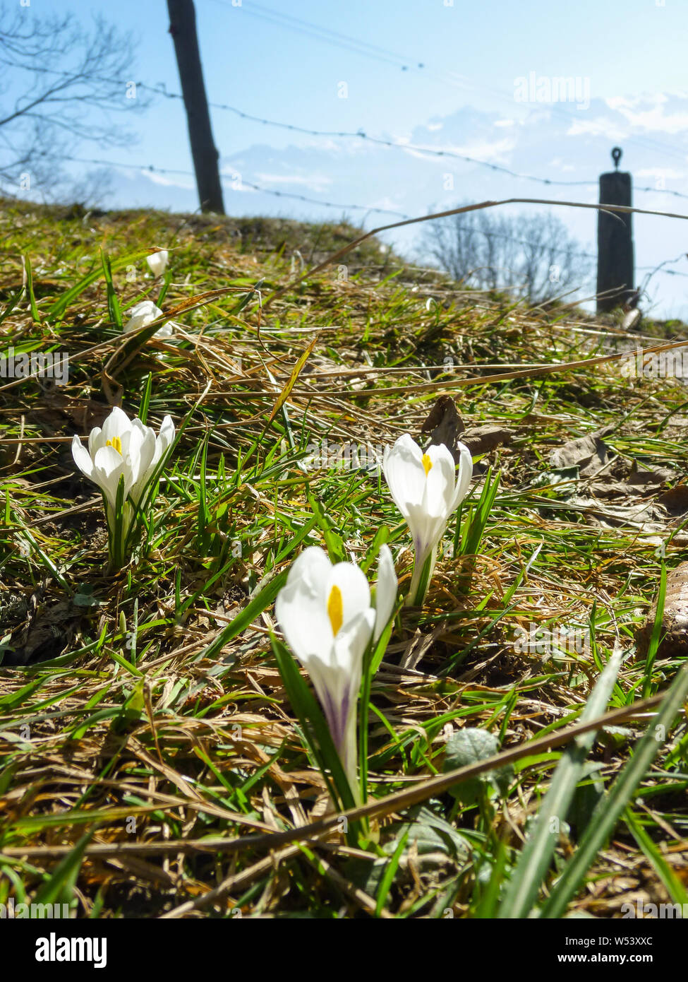 Switzerland spring mountain flower hi-res stock photography and images ...