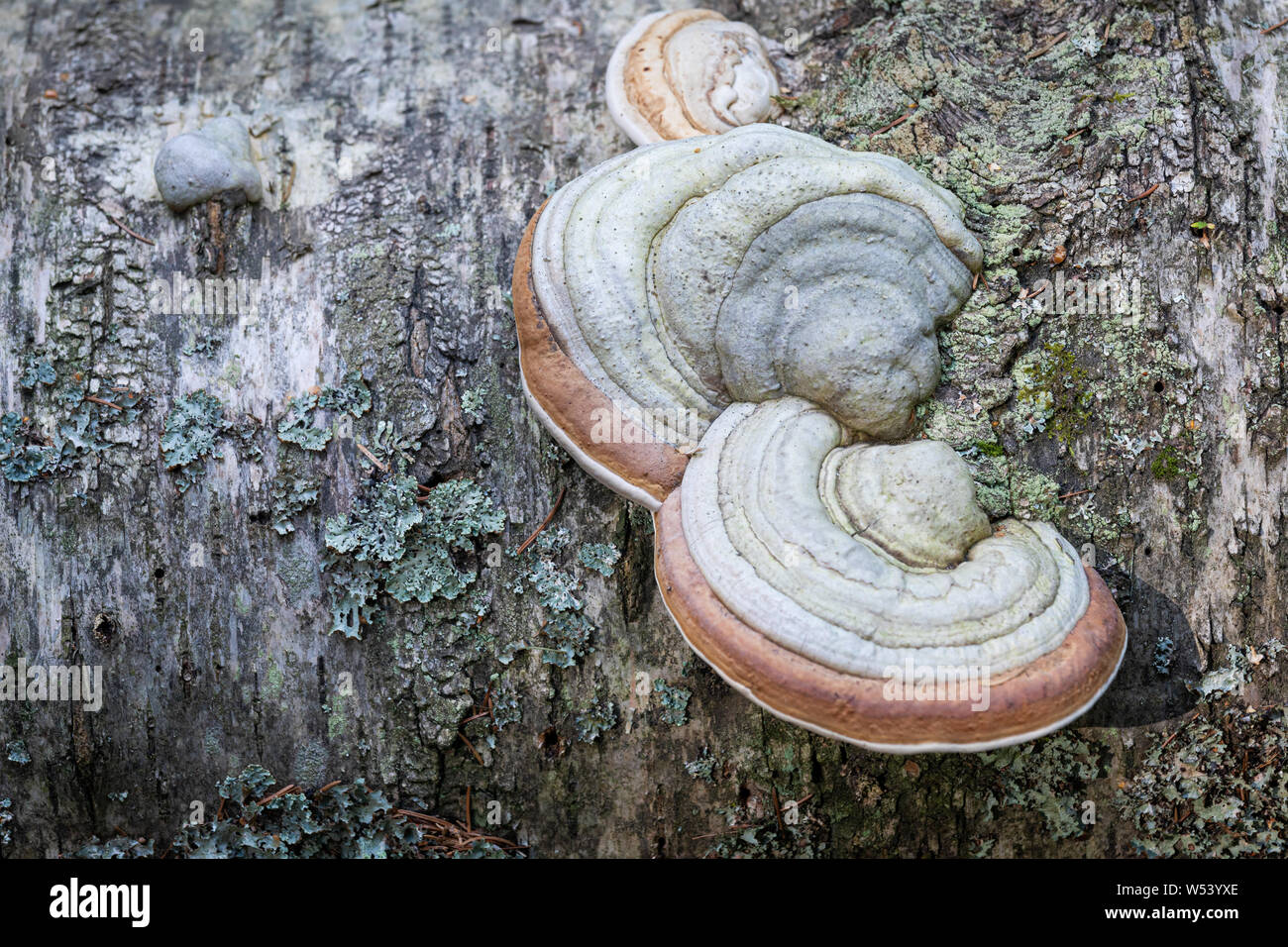 Polypore close-up on decaying birch tree trunk Stock Photo - Alamy