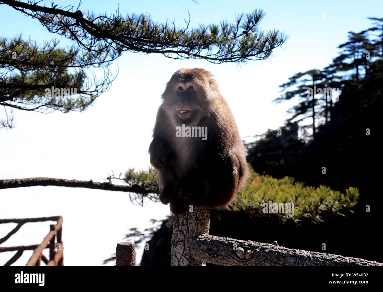 A stump-tailed macaque, also known as bear macaque, greets tourists ...